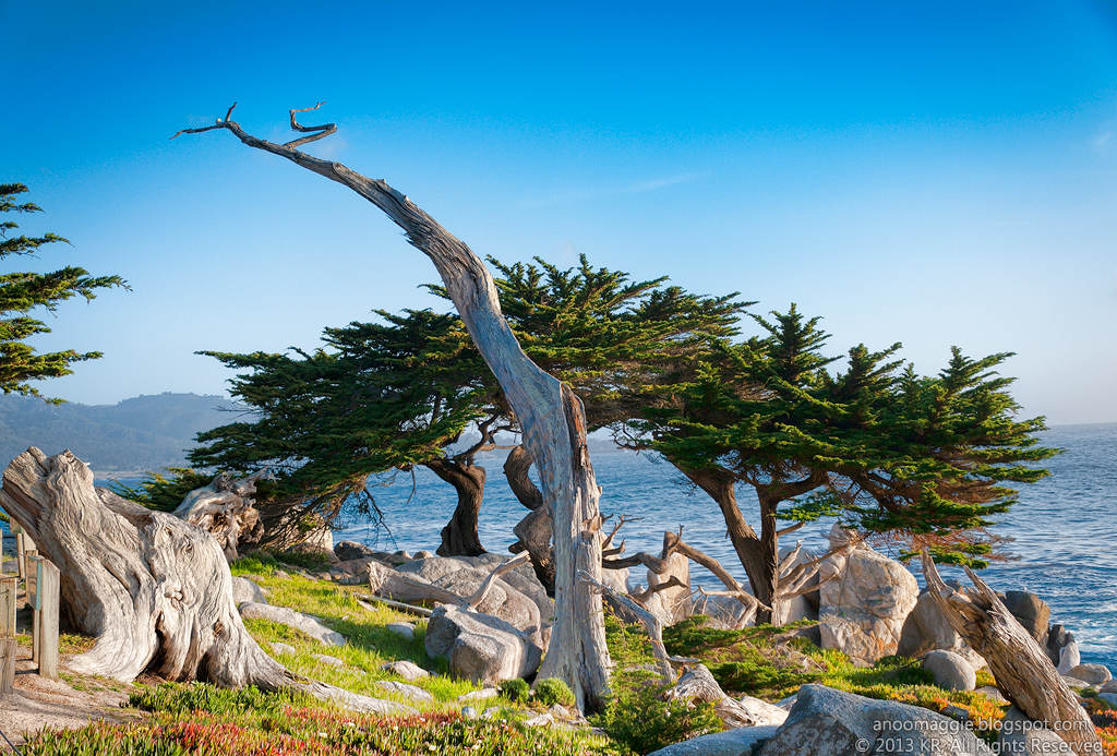 17-Mile Drive: Cung đường 17 dặm đẹp nhất ở California